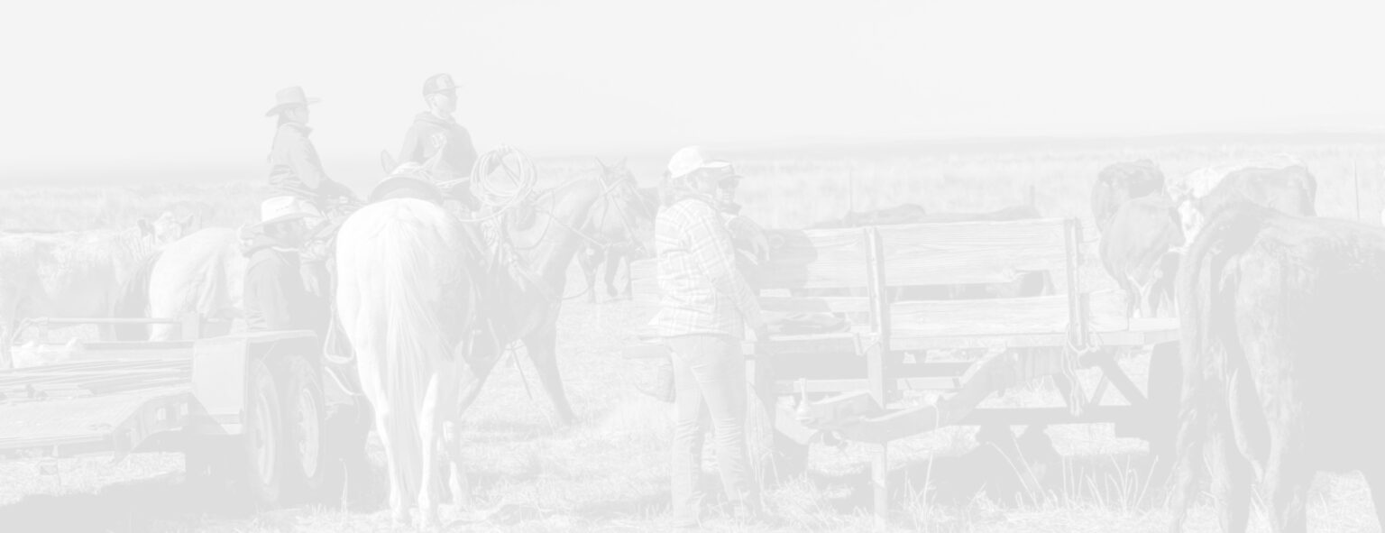 Harris Cattle – Rooted in Premium Heritage Since 1959