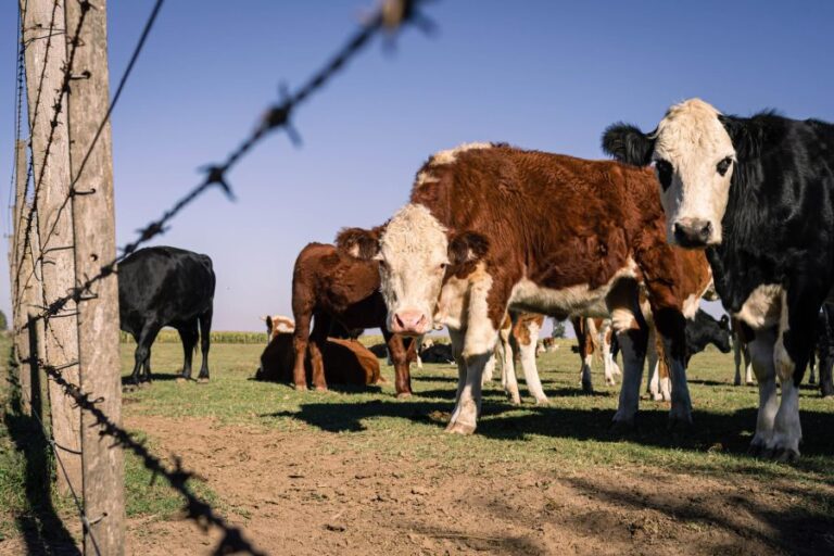 Harris Cattle – Rooted in Premium Heritage Since 1959