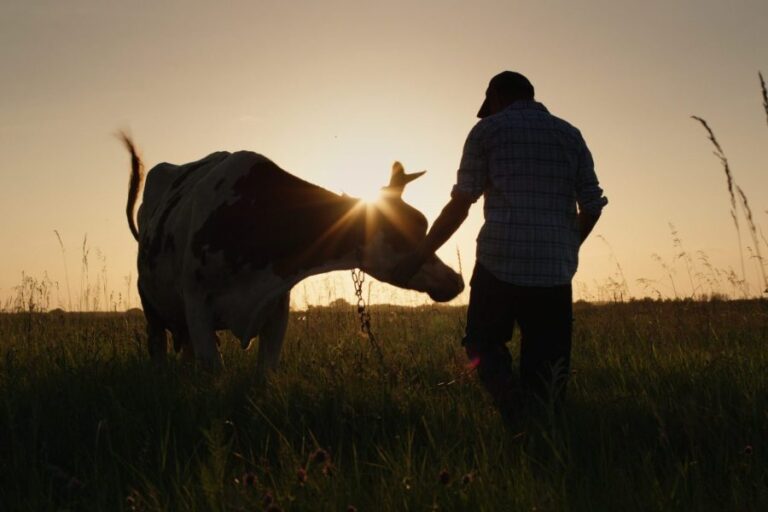 Harris Cattle – Rooted in Premium Heritage Since 1959