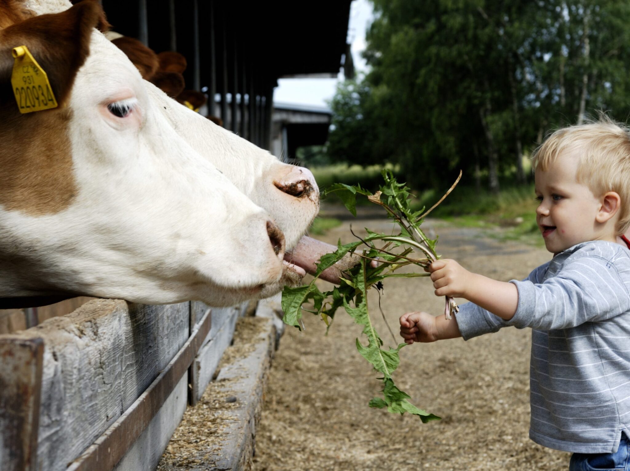 Harris Cattle – Rooted in Premium Heritage Since 1959