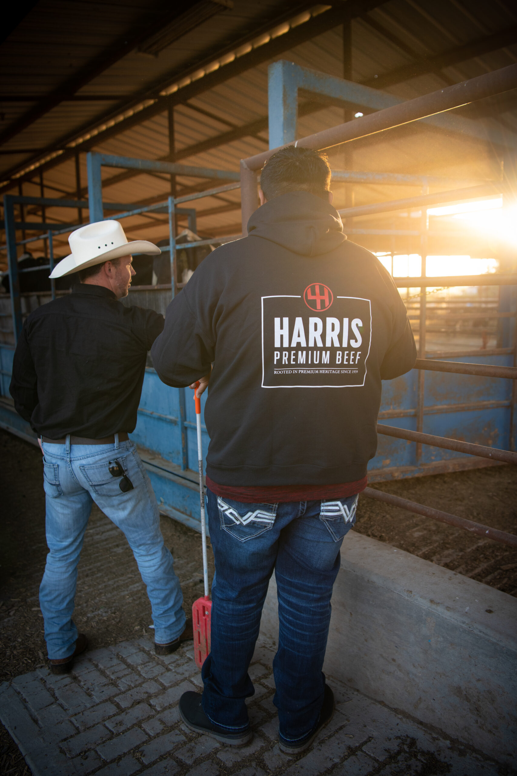 Meet the Family – Harris Cattle