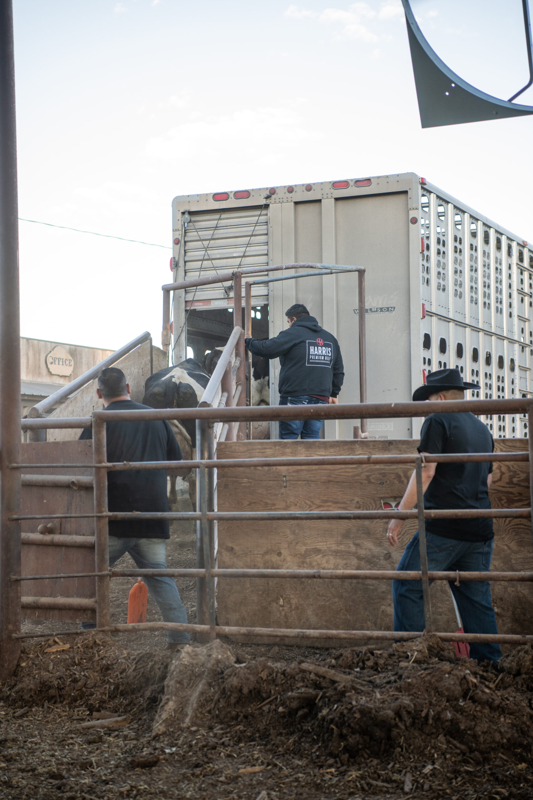 Meet the Family – Harris Cattle